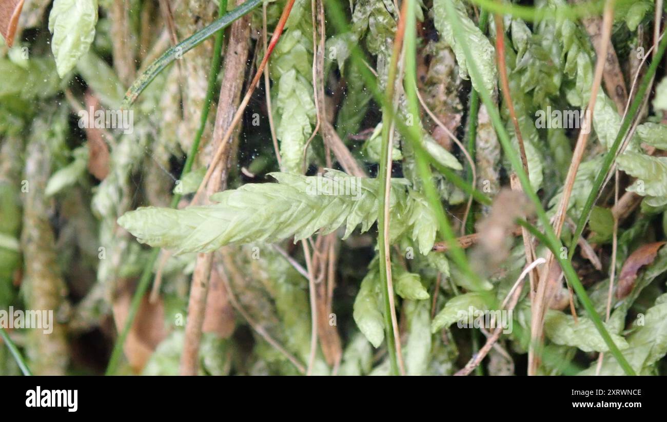Mouse-tail Moss (Pseudisothecium myosuroides) Plantae Stock Photo - Alamy