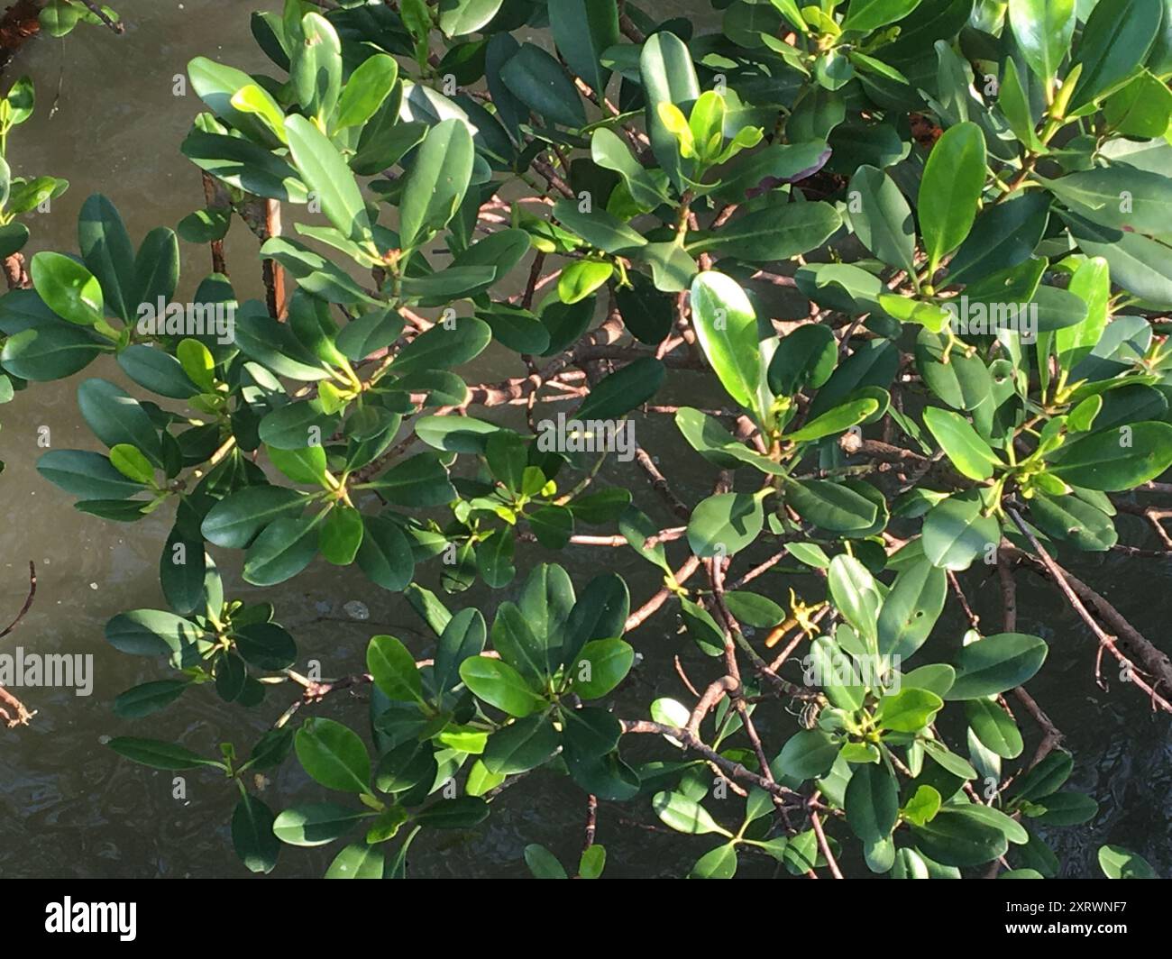 (Kandelia obovata) Plantae Stock Photo - Alamy