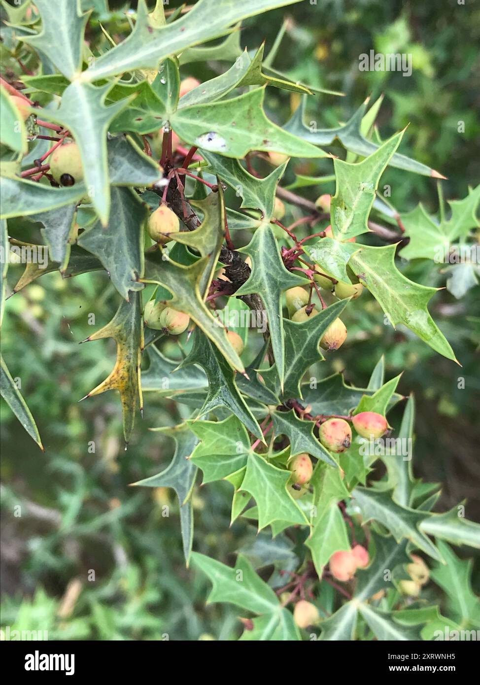 Agarita (Berberis trifoliolata) Plantae Stock Photo - Alamy