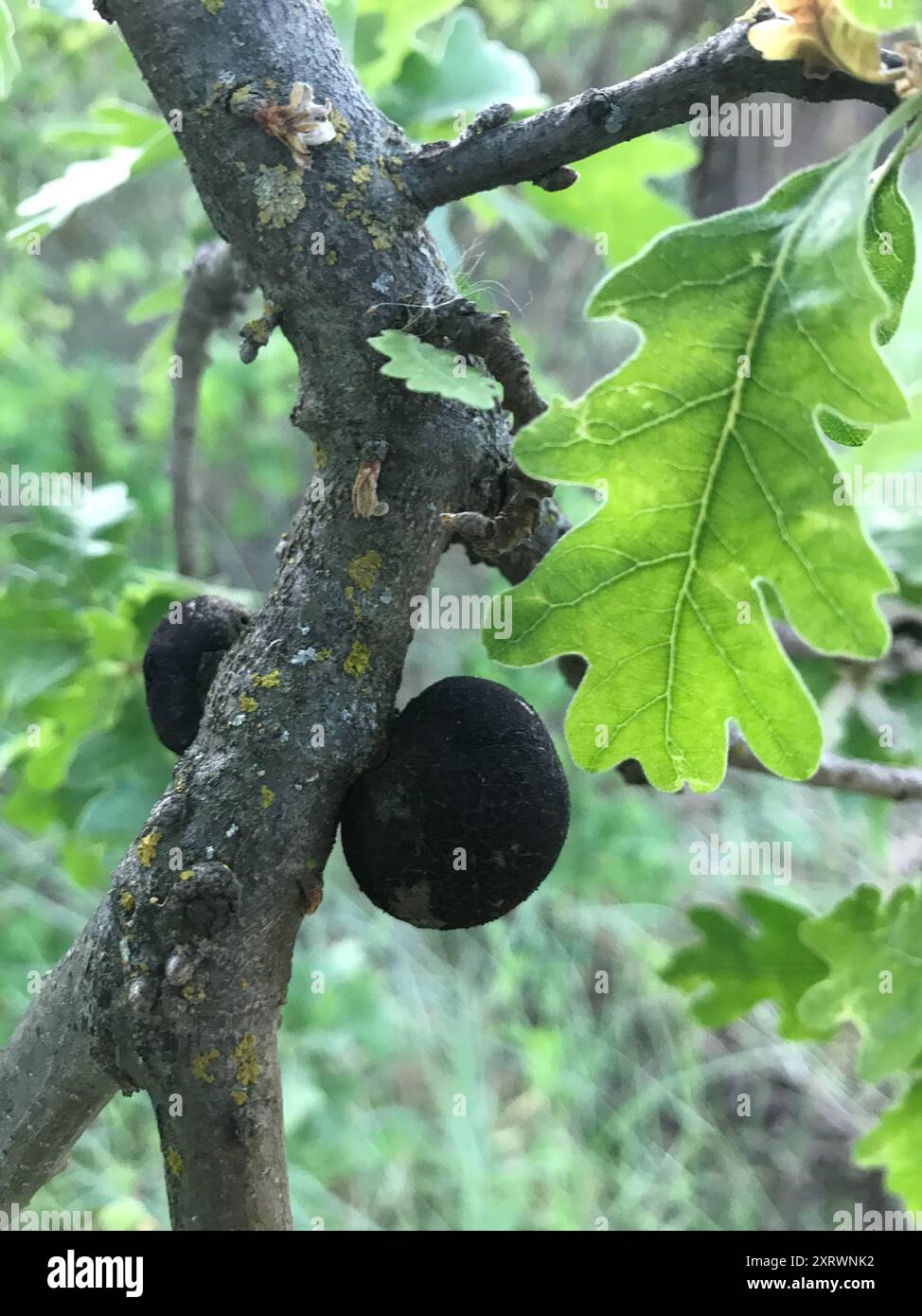 California Gall Wasp (Andricus quercuscalifornicus) Insecta Stock Photo ...