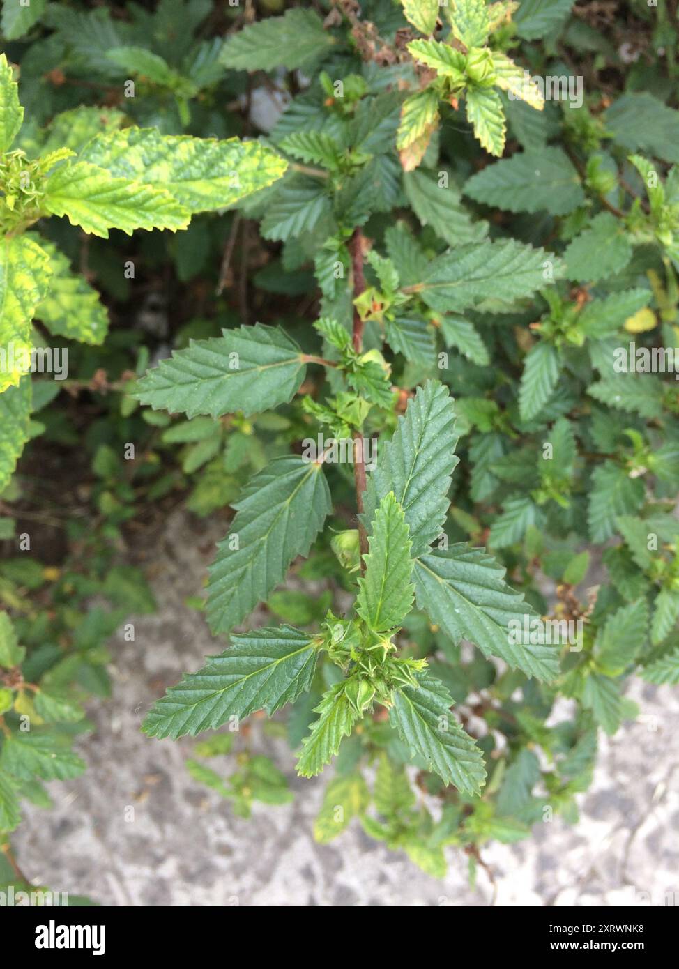 three-lobe false mallow (Malvastrum coromandelianum) Plantae Stock ...