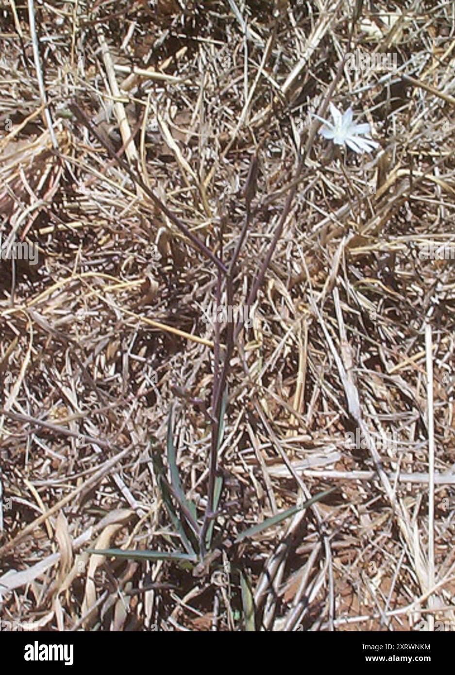 African Lettuce (Lactuca inermis) Plantae Stock Photo - Alamy