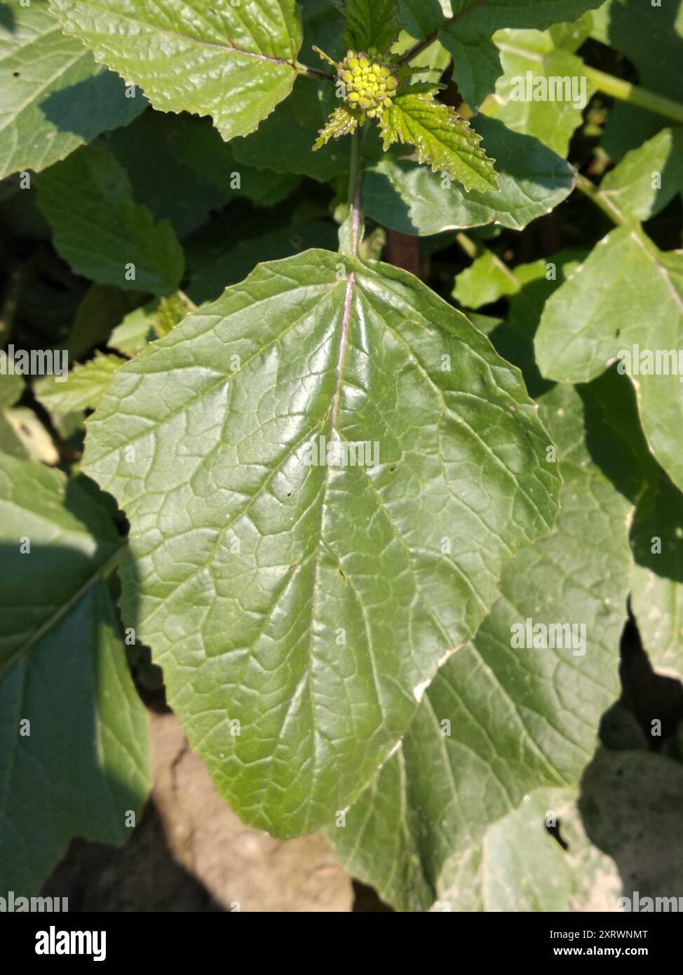charlock (Rhamphospermum arvense) Plantae Stock Photo - Alamy