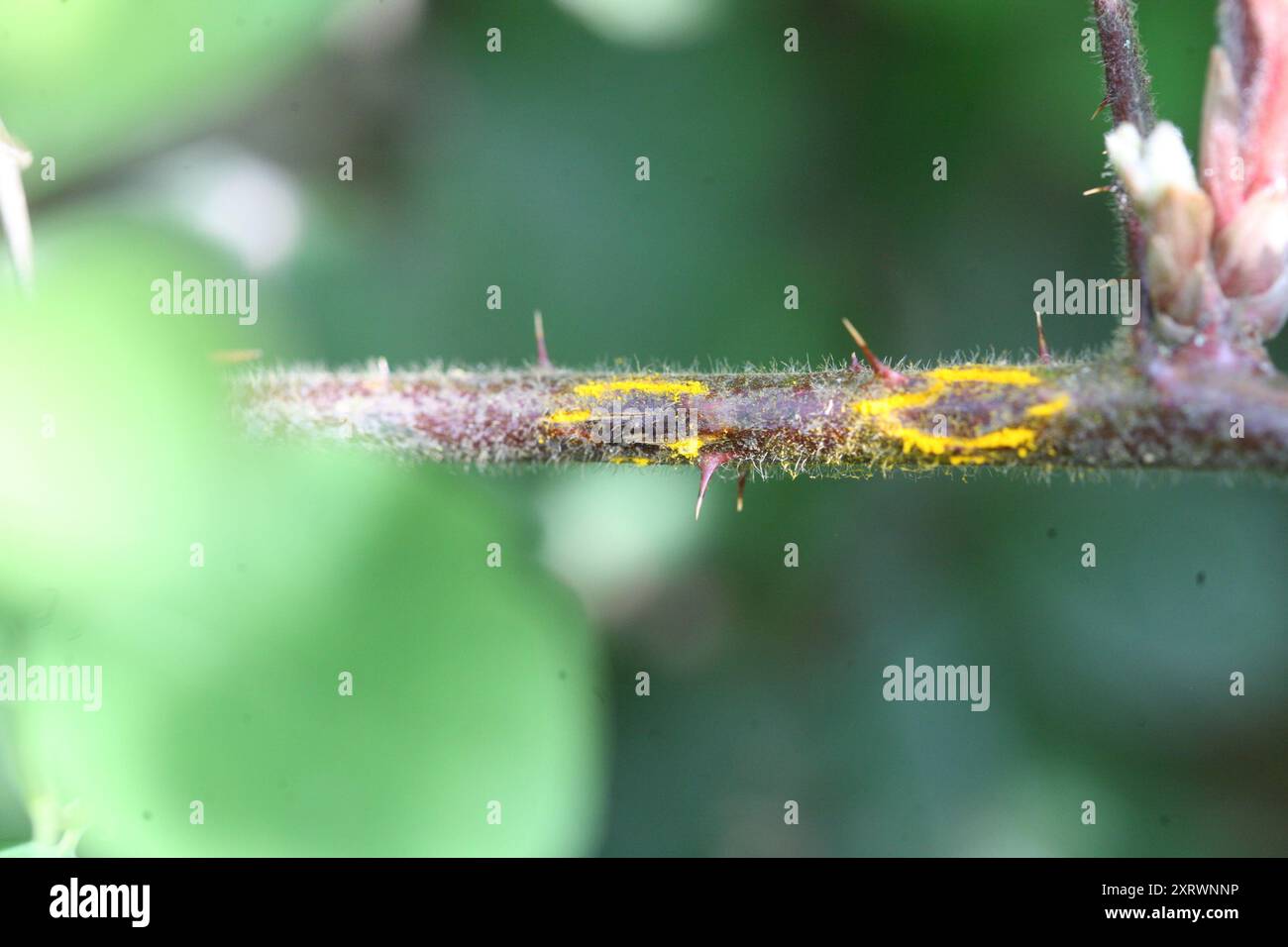 pale bramble rust (Kuehneola uredinis) Fungi Stock Photo - Alamy