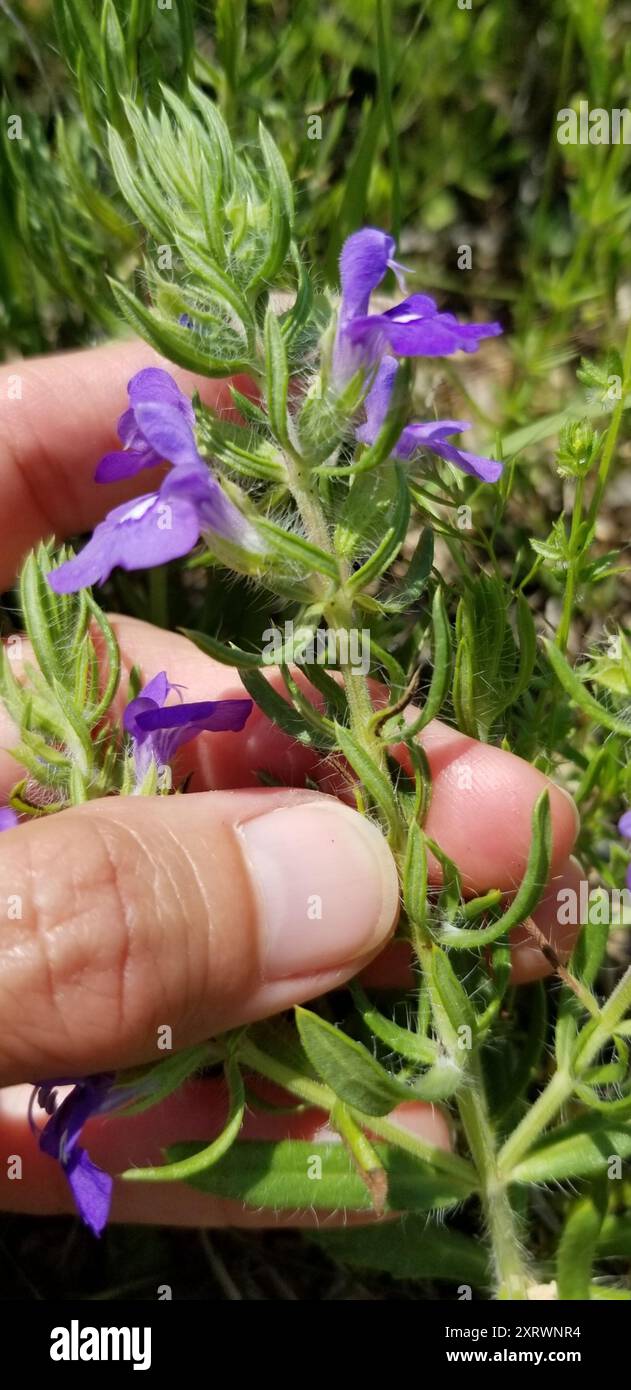 Texas Sage (Salvia texana) Plantae Stock Photo - Alamy