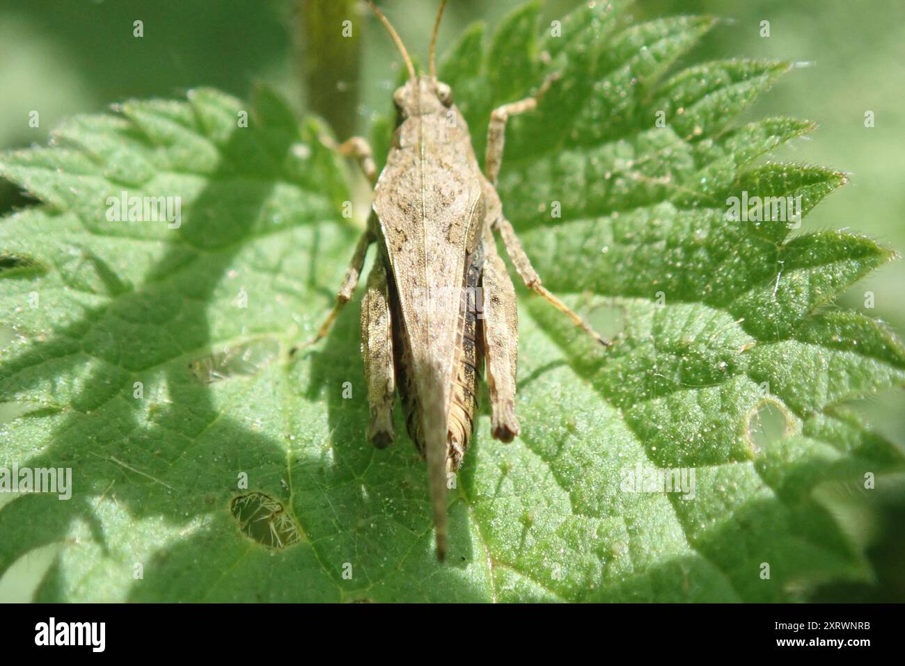 Slender Groundhopper (Tetrix subulata) Insecta Stock Photo - Alamy