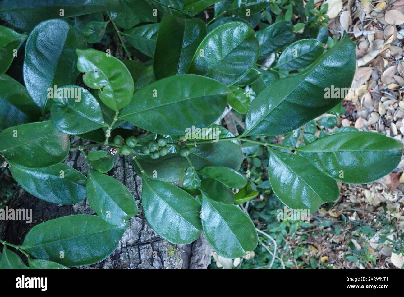 sand canaryberry (Suregada zanzibariensis) Plantae Stock Photo - Alamy