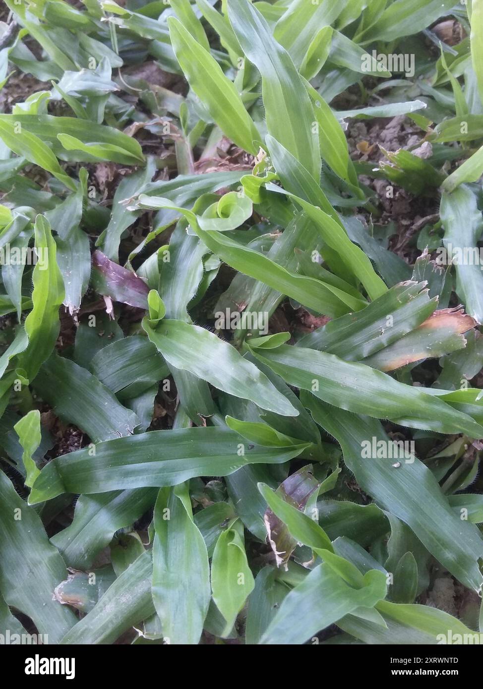 broadleaf carpetgrass (Axonopus compressus) Plantae Stock Photo - Alamy
