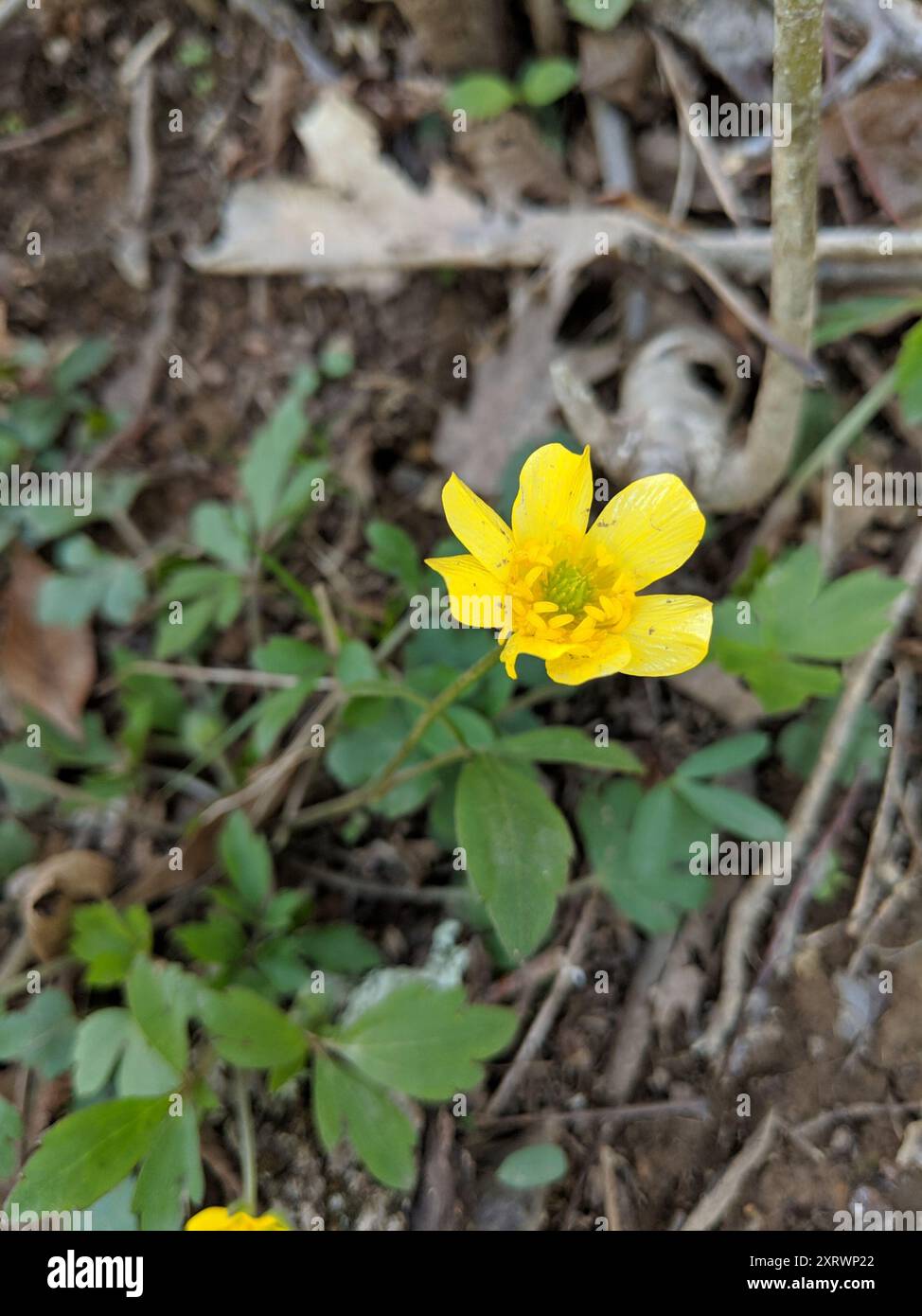 Early Buttercup (Ranunculus fascicularis) Plantae Stock Photo - Alamy