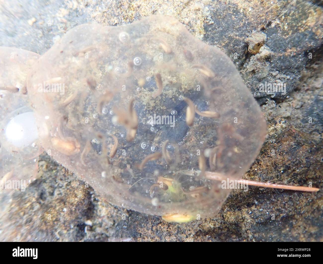 Amphibians (Amphibia) Amphibia Stock Photo - Alamy