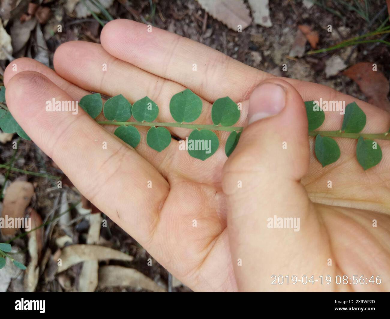 rhombic bossiaea (Bossiaea rhombifolia) Plantae Stock Photo - Alamy