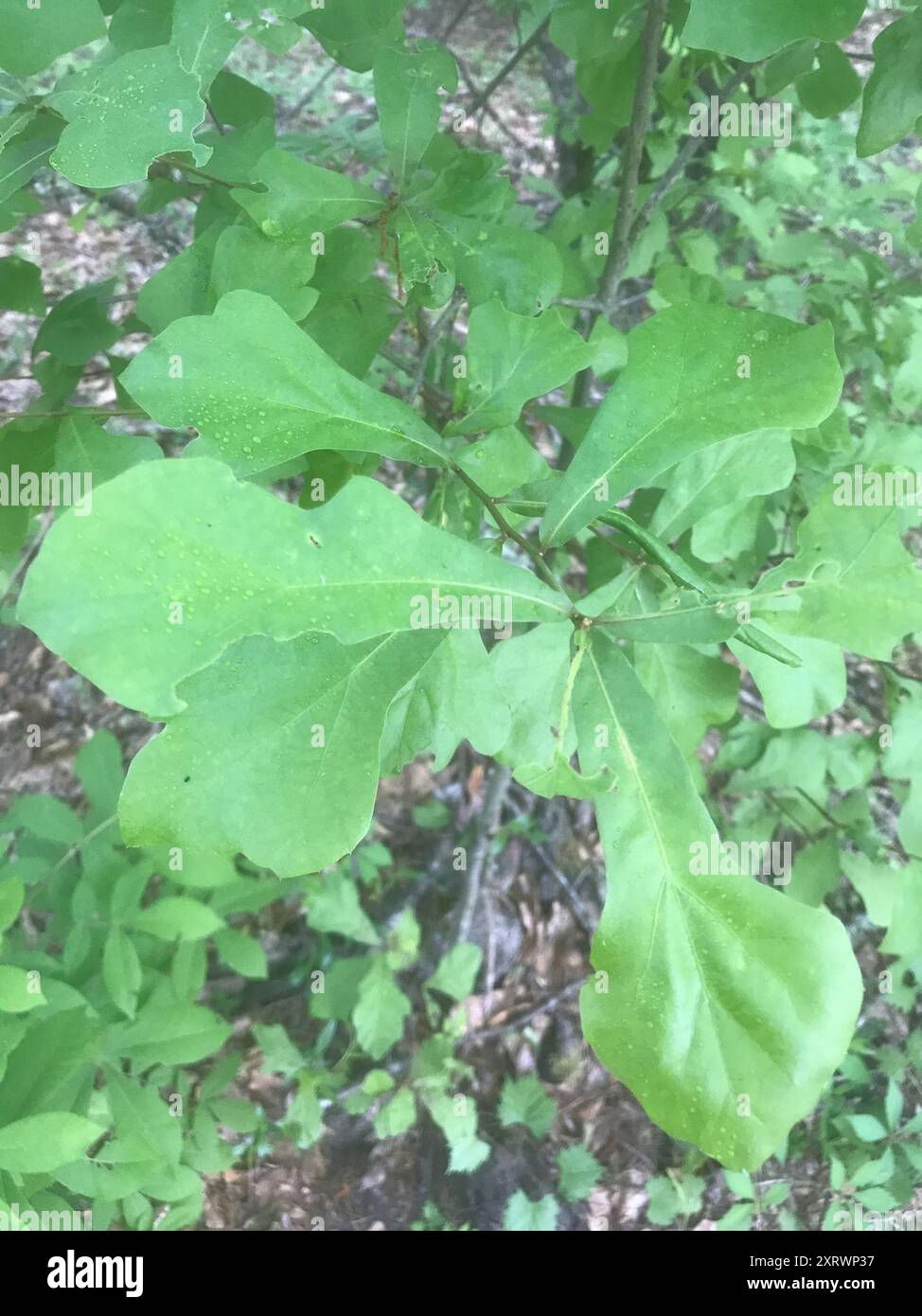water oak (Quercus nigra) Plantae Stock Photo - Alamy