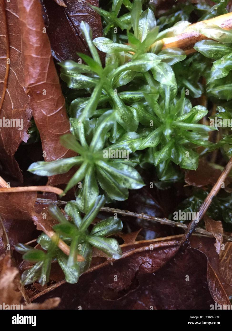 Badge Moss (Plagiomnium insigne) Plantae Stock Photo - Alamy