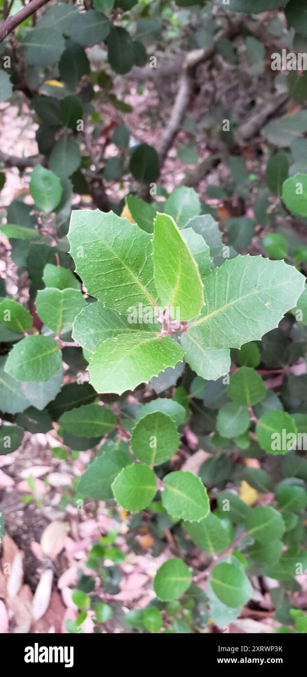 lemonade berry (Rhus integrifolia) Plantae Stock Photo - Alamy