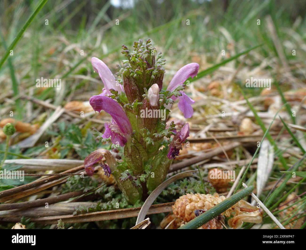 Common Lousewort (Pedicularis sylvatica) Plantae Stock Photo - Alamy