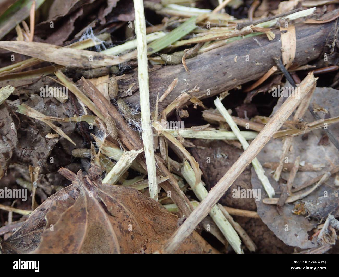 Heather vole hi-res stock photography and images - Alamy