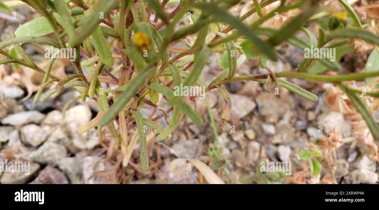 dwarf coastweed (Amblyopappus pusillus) Plantae Stock Photo - Alamy