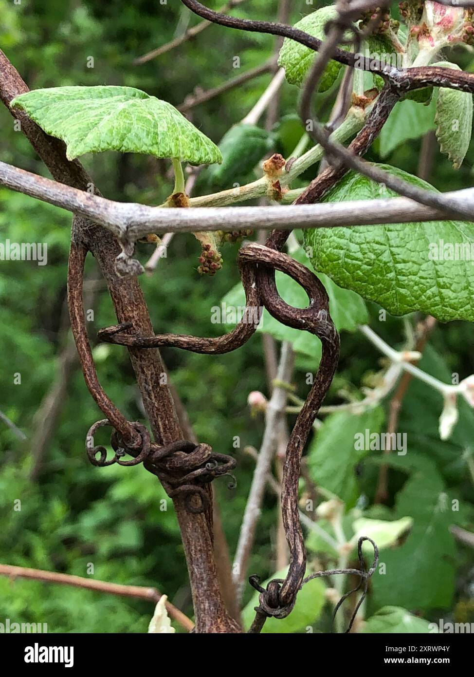 Vitis mustangensis hi-res stock photography and images - Alamy