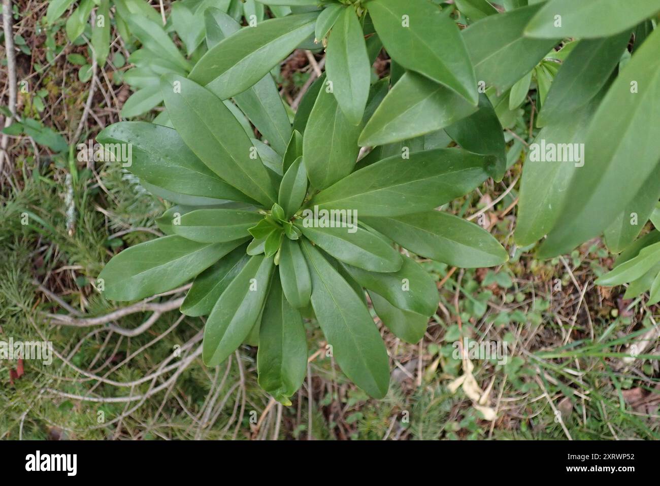 Spurge-laurel (Daphne laureola) Plantae Stock Photo - Alamy