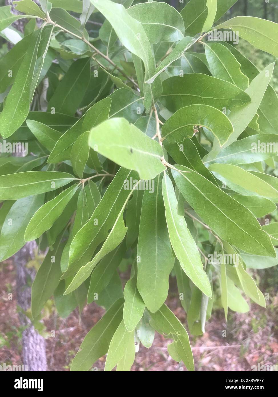 bluejack oak (Quercus incana) Plantae Stock Photo - Alamy