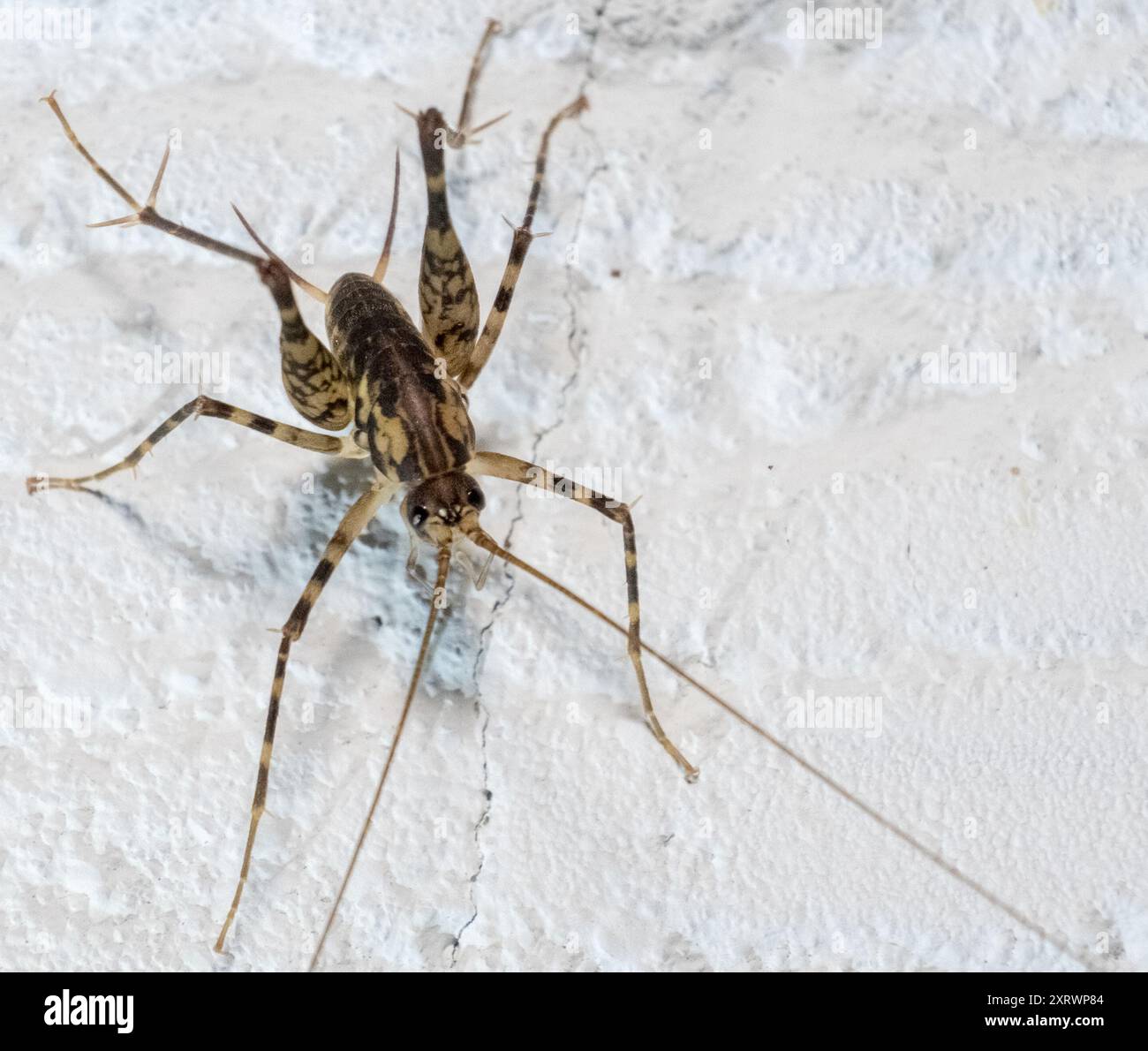 Japanese Camel Cricket (Diestrammena japanica) Insecta Stock Photo - Alamy