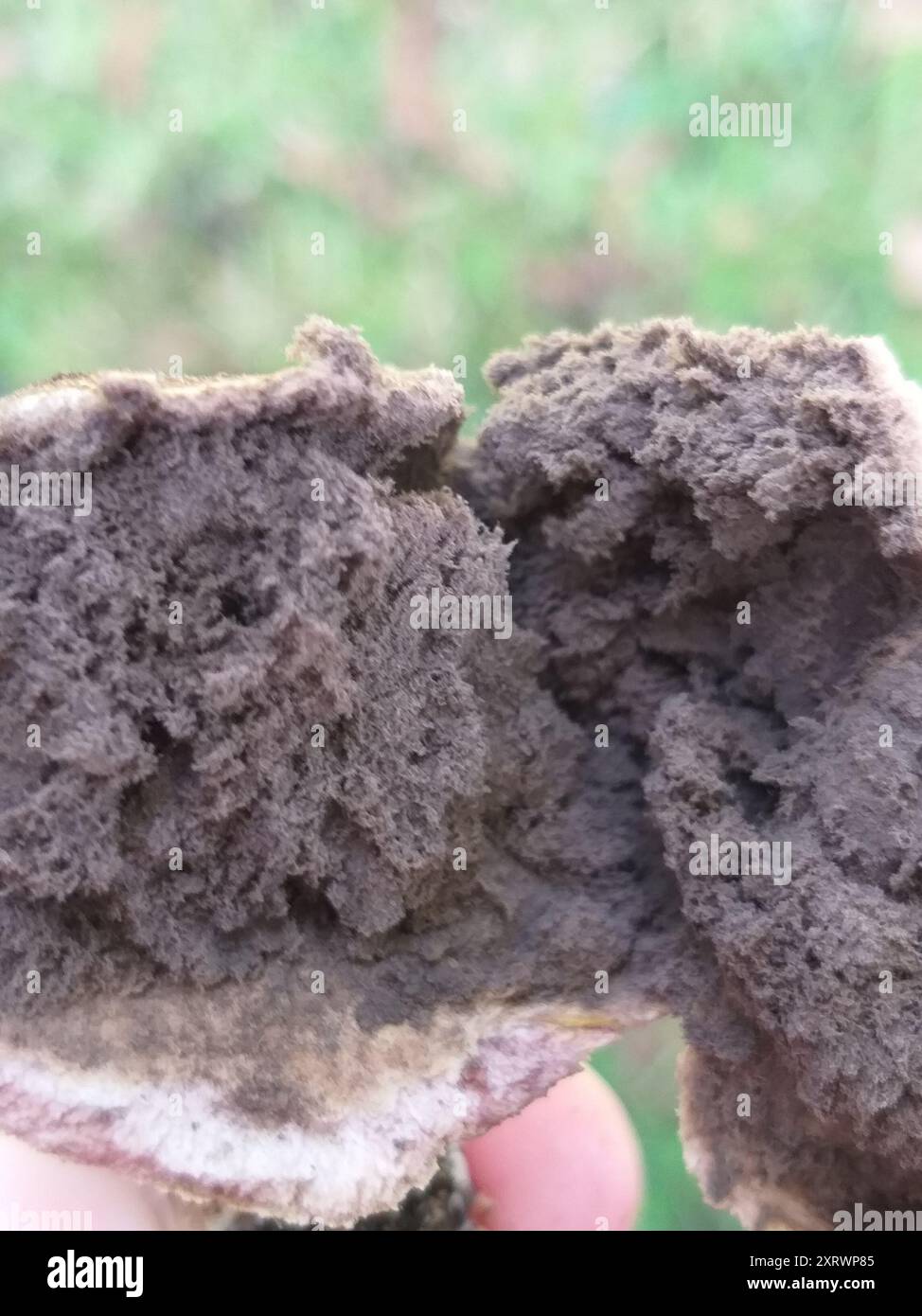 earthballs (Scleroderma) Fungi Stock Photo - Alamy