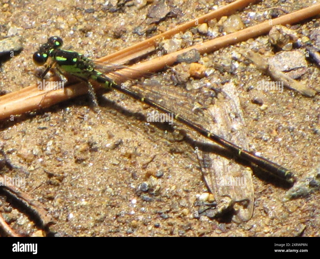Fragile Forktail (Ischnura posita) Insecta Stock Photo - Alamy