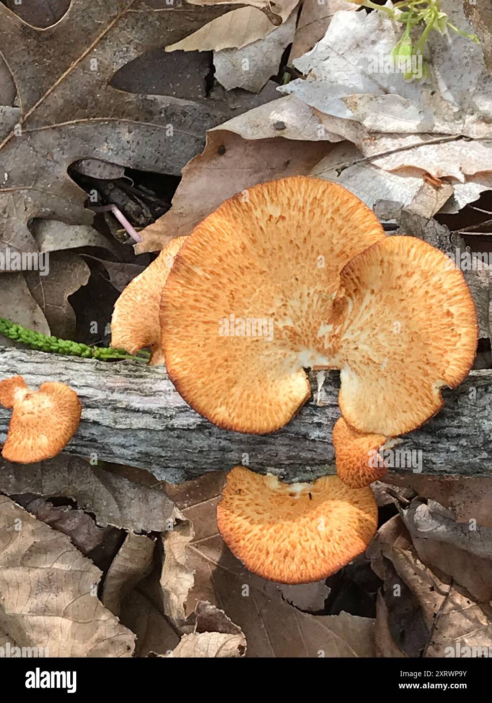 hexagonal-pored polypore (Neofavolus alveolaris) Fungi Stock Photo - Alamy