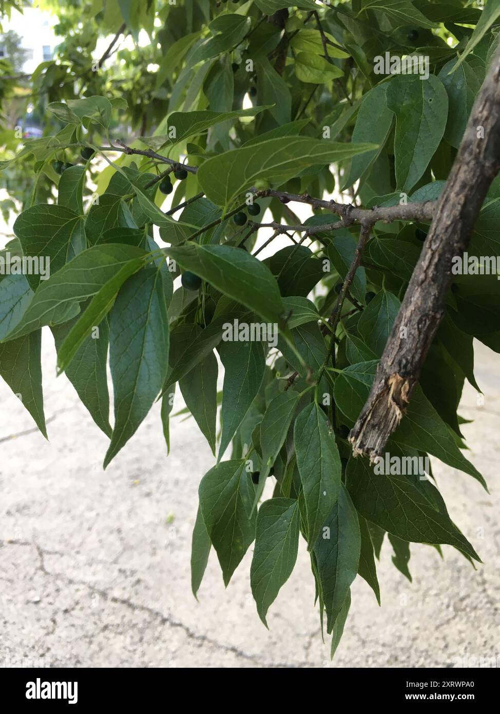 sugar hackberry (Celtis laevigata) Plantae Stock Photo - Alamy