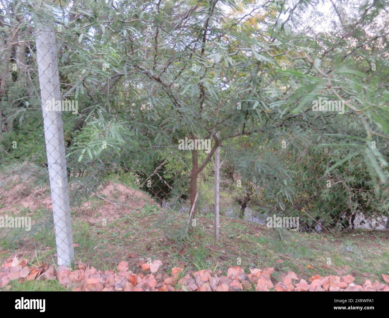 mesquites (Neltuma) Plantae Stock Photo - Alamy