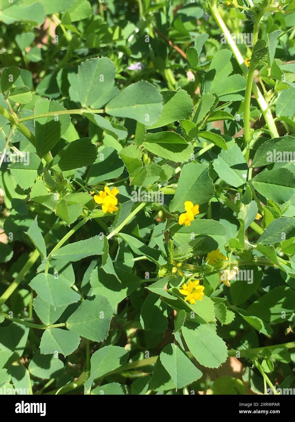 bur clover (Medicago polymorpha) Plantae Stock Photo - Alamy
