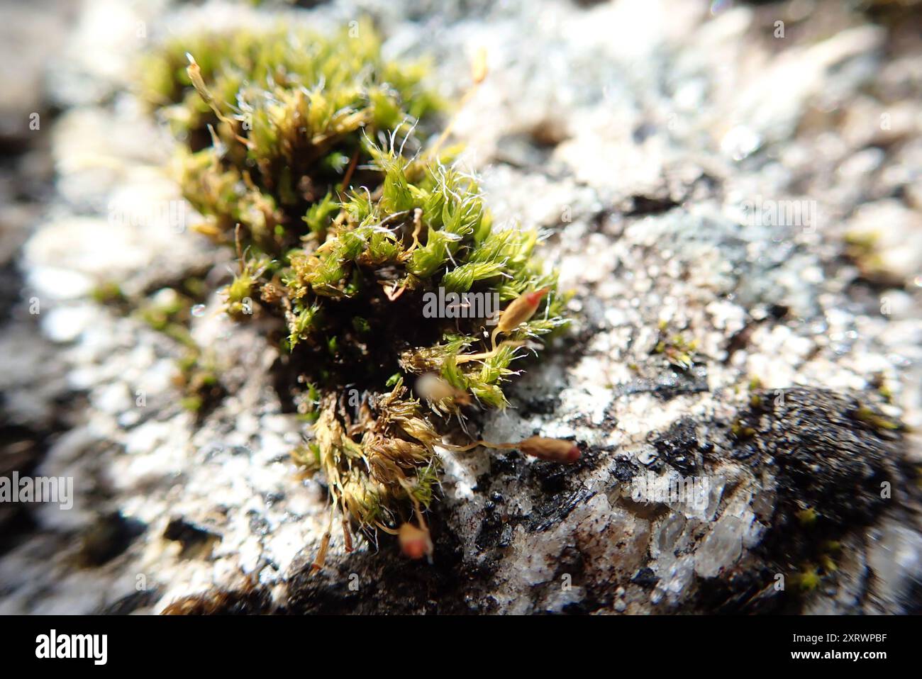 Rock Mosses (Grimmiaceae) Plantae Stock Photo - Alamy
