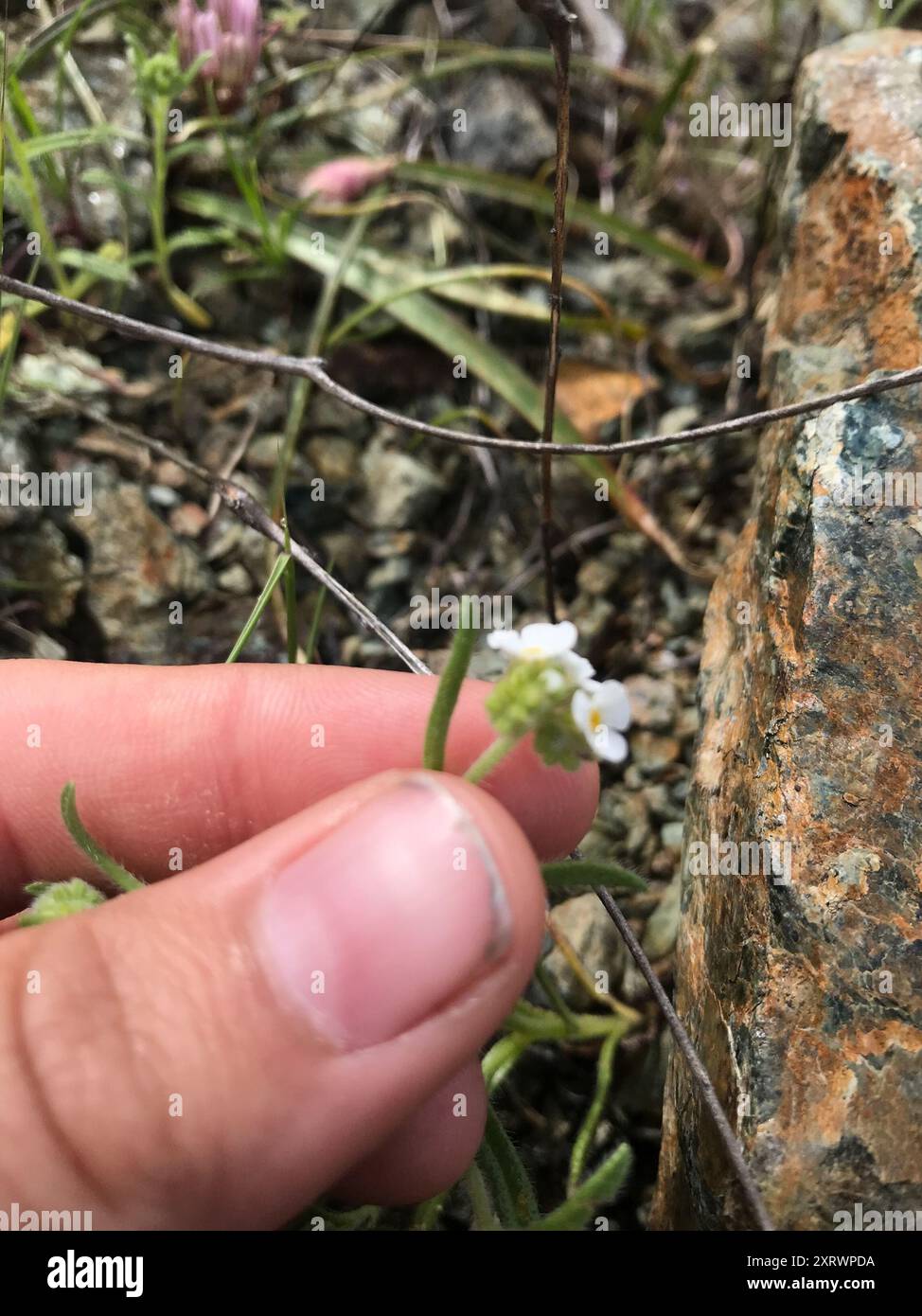 Rusty Popcornflower (Plagiobothrys nothofulvus) Plantae Stock Photo - Alamy