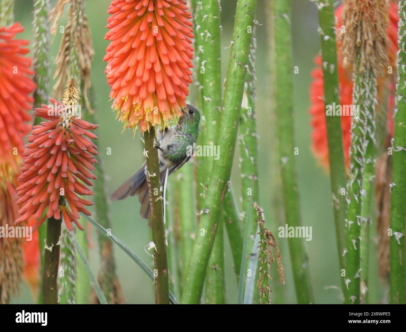 Red-tailed Comet (Sappho sparganurus) Aves Stock Photo - Alamy