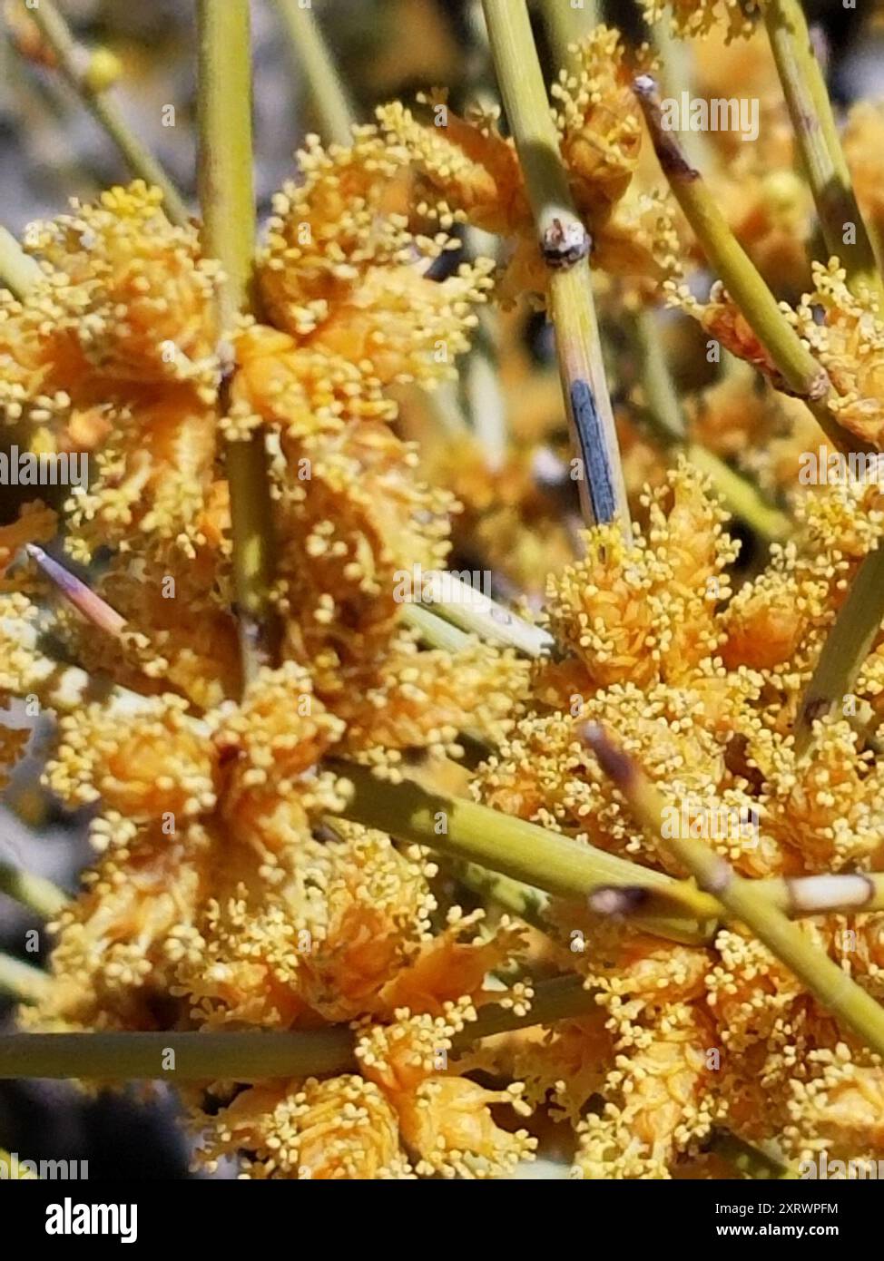 Green Ephedra (Ephedra viridis) Plantae Stock Photo - Alamy