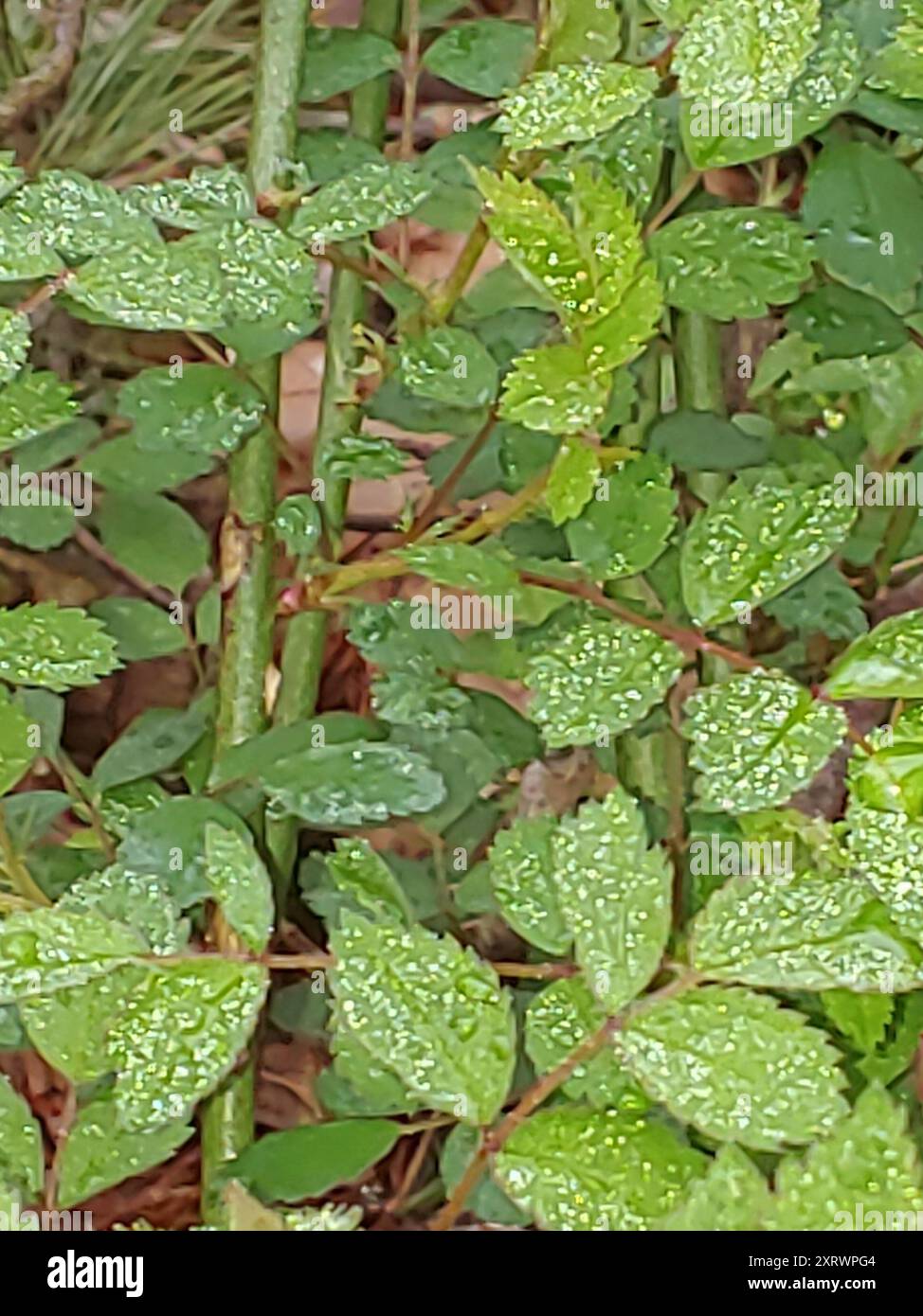multiflora rose (Rosa multiflora) Plantae Stock Photo - Alamy