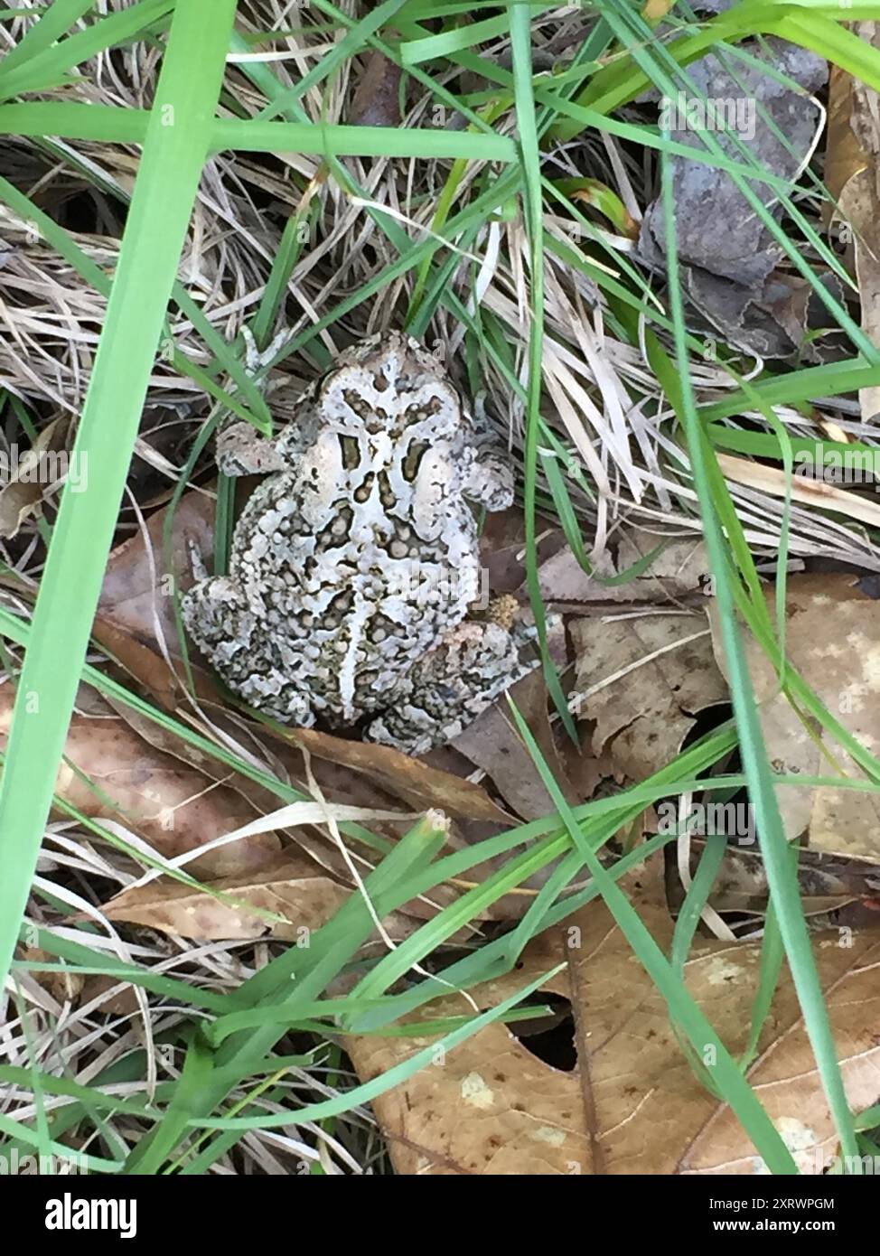 Fowler's Toad (Anaxyrus fowleri) Amphibia Stock Photo - Alamy