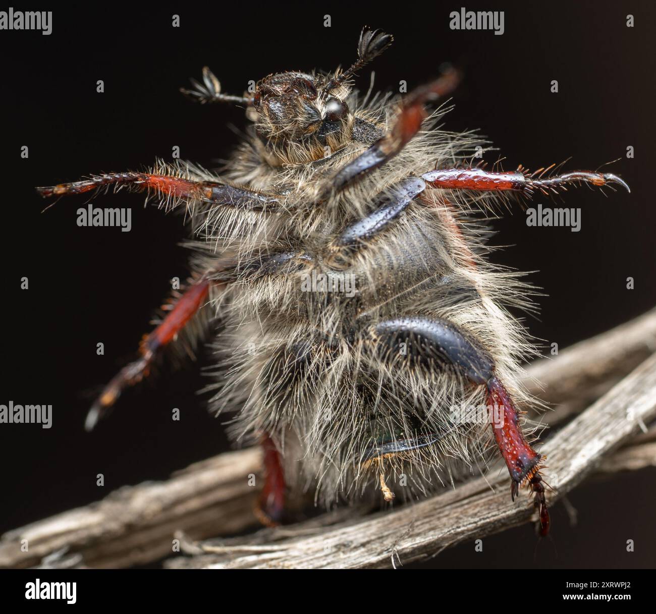 Little Bear (Paracotalpa ursina) Insecta Stock Photo - Alamy