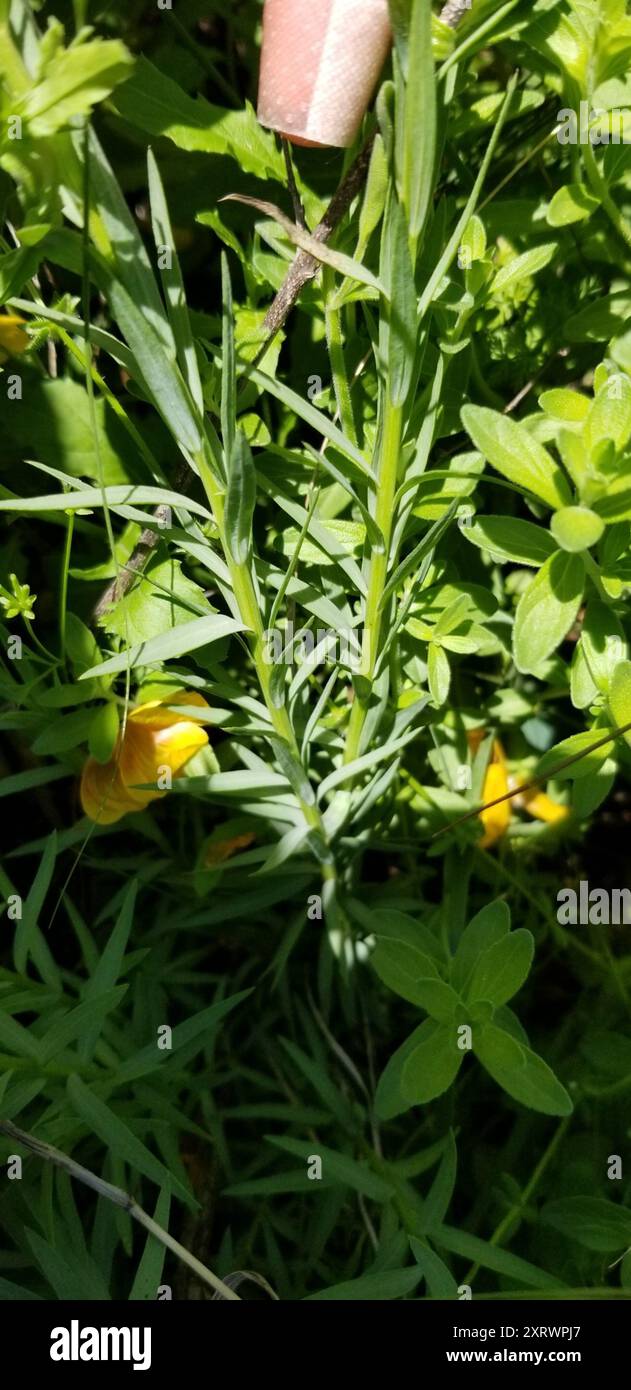 Yellow Flax (Linum rigidum) Plantae Stock Photo - Alamy