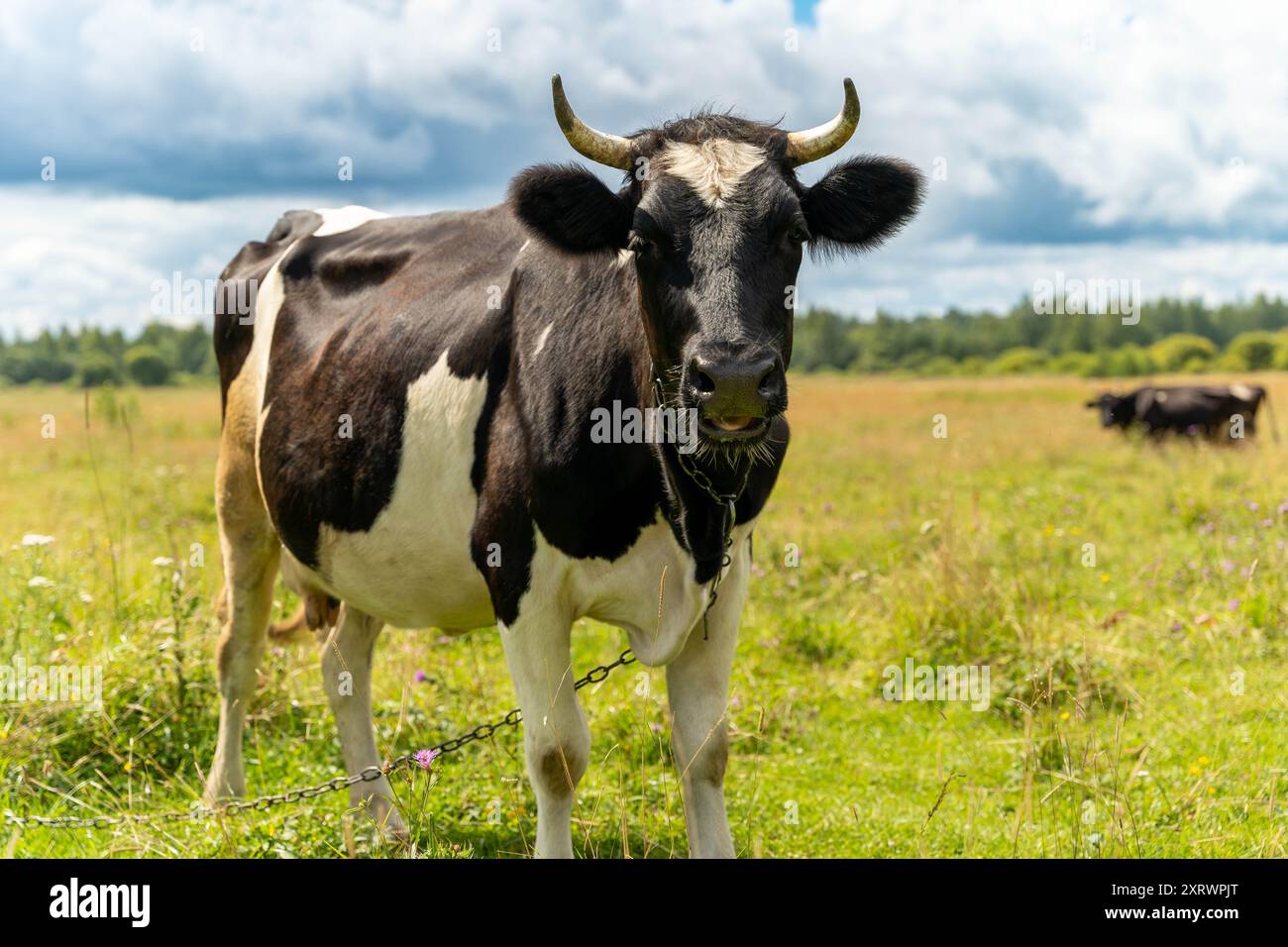 Cow peacefully grazes in hi-res stock photography and images - Alamy