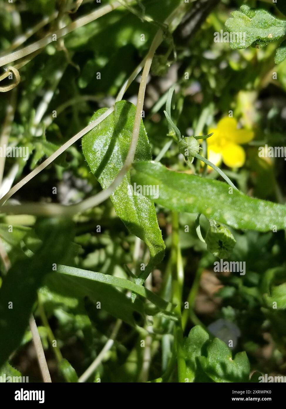 Whitestem Blazingstar (Mentzelia albicaulis) Plantae Stock Photo - Alamy