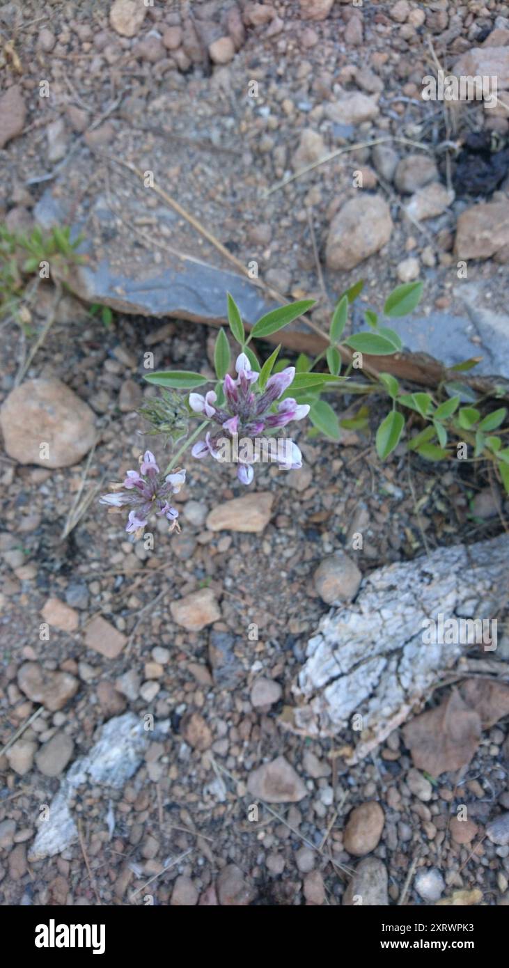 arabian pea (Bituminaria bituminosa) Plantae Stock Photo - Alamy