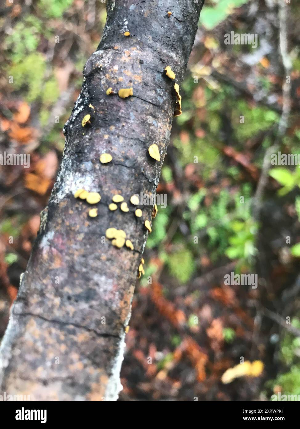 Leotiomycetes hi-res stock photography and images - Alamy