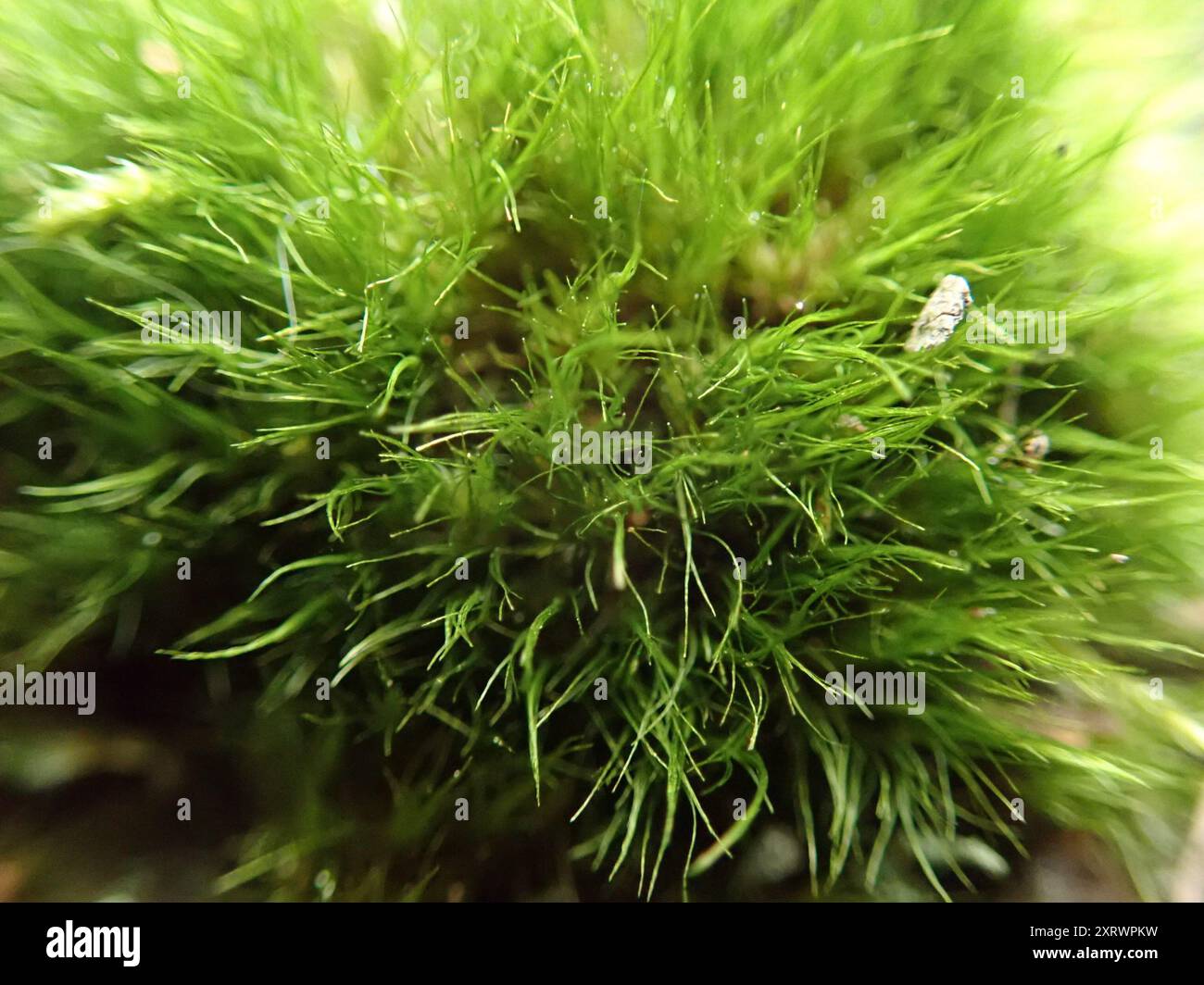 Fragile Fork-moss (Dicranum tauricum) Plantae Stock Photo - Alamy