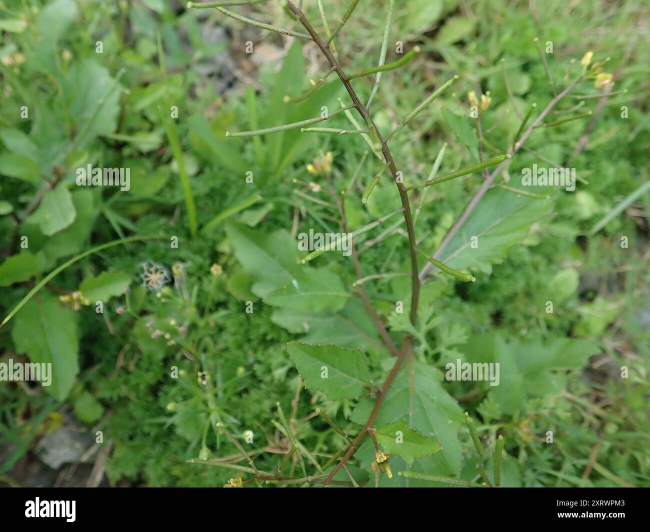 Diverse-leaf Yellowcress (Rorippa indica) Plantae Stock Photo - Alamy