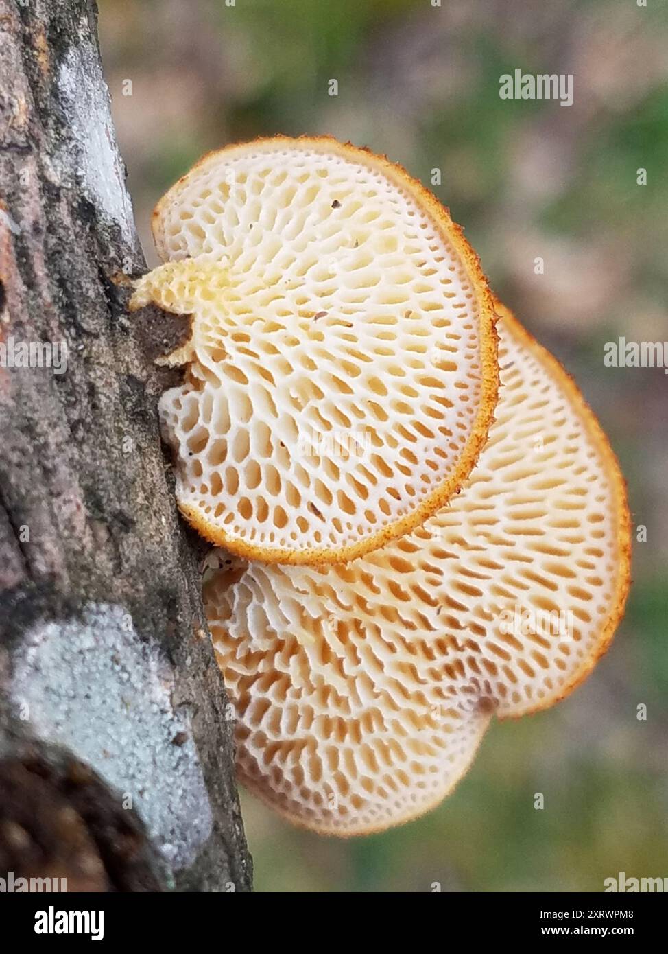 hexagonal-pored polypore (Neofavolus alveolaris) Fungi Stock Photo - Alamy