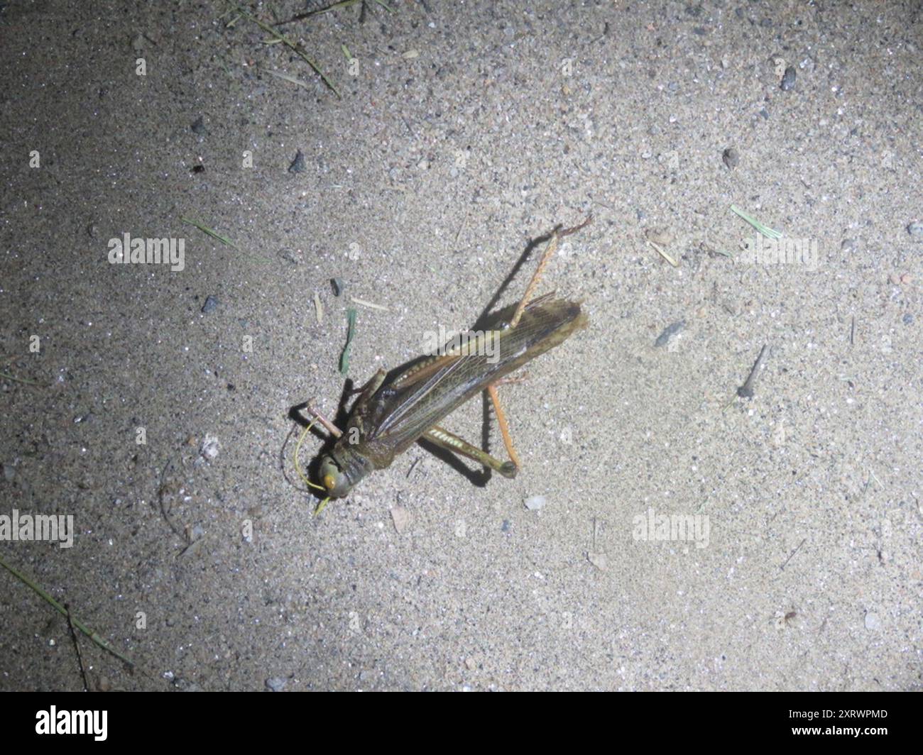 Violet-winged Grasshopper (Tropidacris collaris) Insecta Stock Photo ...