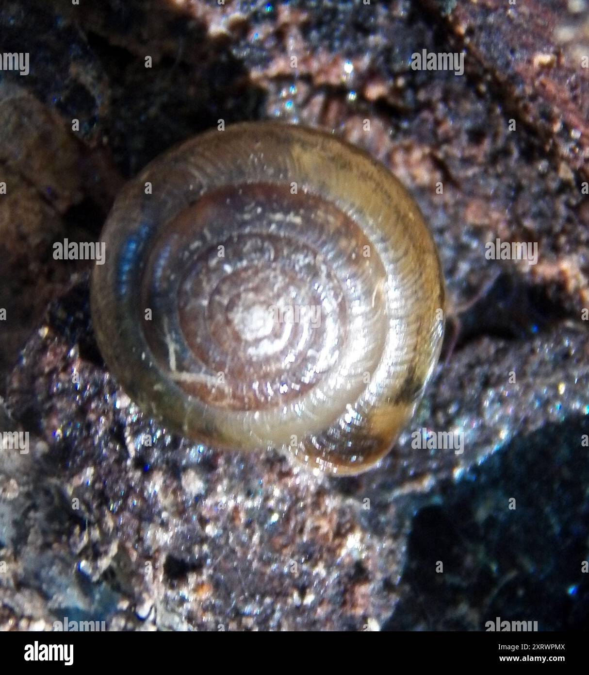 Perforate Dome Snail (Ventridens demissus) Mollusca Stock Photo - Alamy