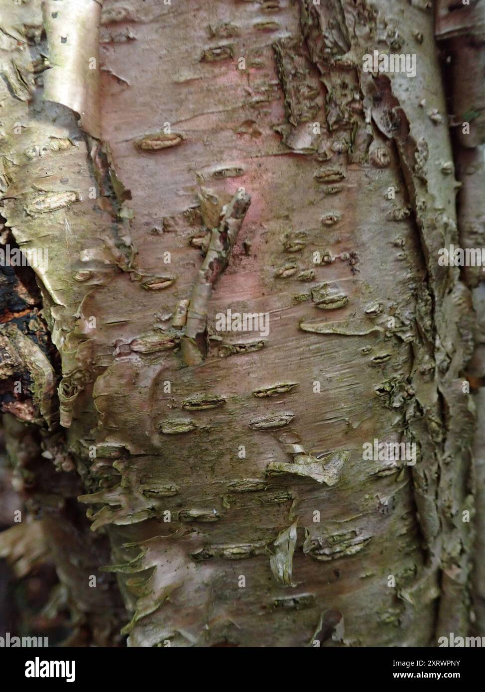 yellow birch (Betula alleghaniensis) Plantae Stock Photo - Alamy