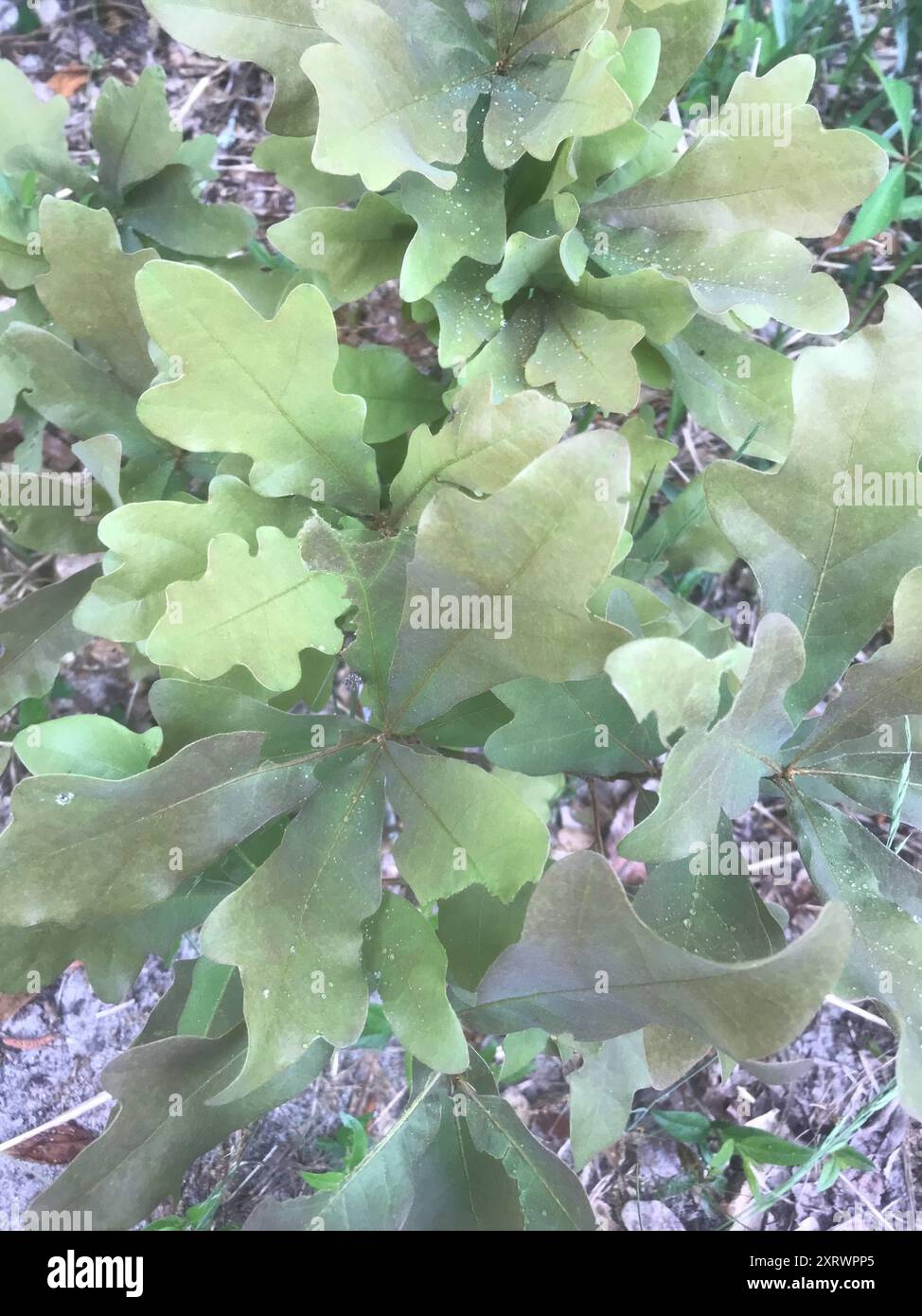 sand post oak (Quercus margaretiae) Plantae Stock Photo - Alamy